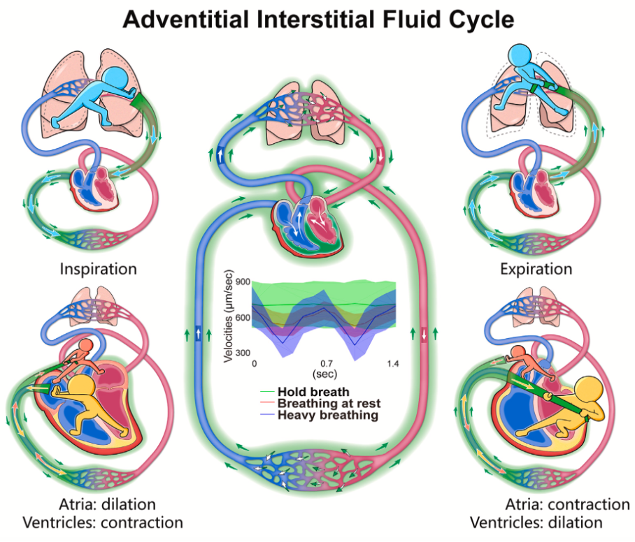 Une pompe matricielle cardio-ventilatoire à l’origine d’un flux ...